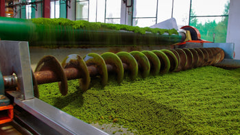 CTC Tea: History, Origins & Full Form Explained – Makaibari Tea